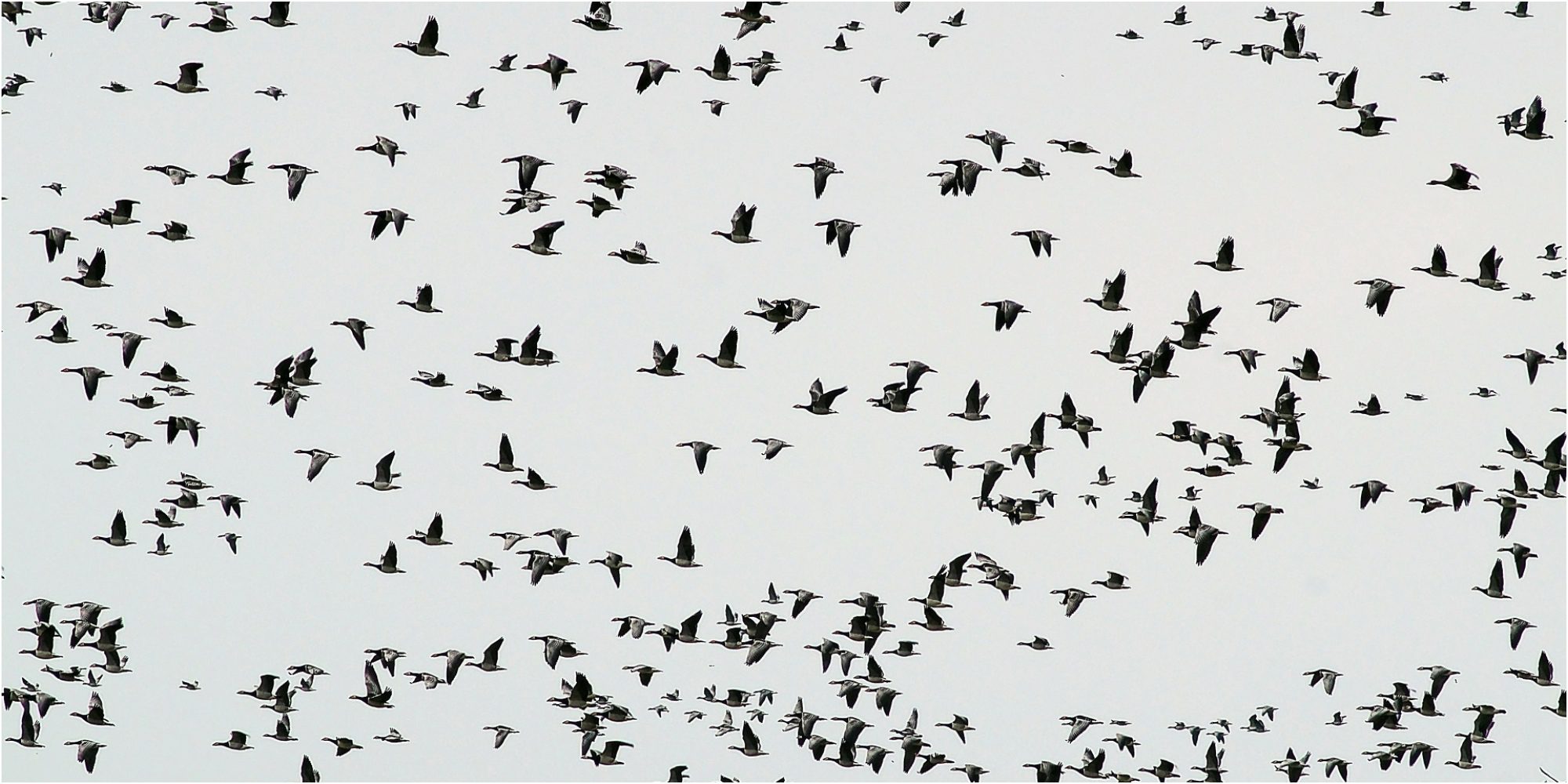 Meet Nomadic Birds - Birds Who Know No Boundaries - Week Studio