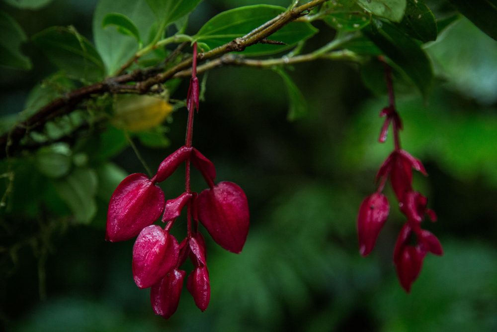 Tagimoucia: A Rarest Flower In The Island Of Taveuni - Week Studio
